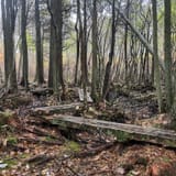 Batona Trail, New Jersey - 322 Reviews, Map | AllTrails