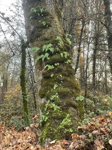 Best Hikes and Trails in Clearwater Park | AllTrails