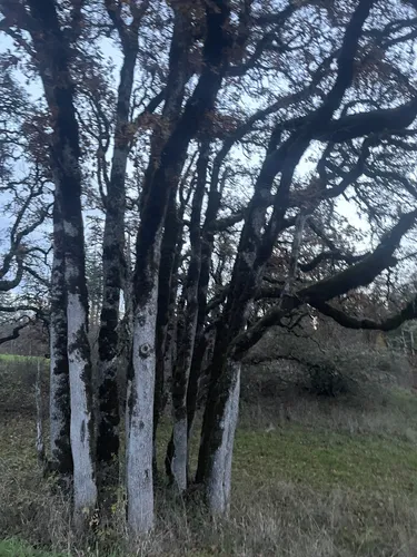 Best Hikes and Trails in Clearwater Park | AllTrails