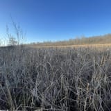 Mer Bleue Bog Trail, Ontario, Canada - 486 Reviews, Map | AllTrails