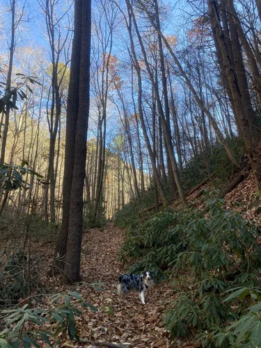 Best Hikes and Trails in Speedwell | AllTrails