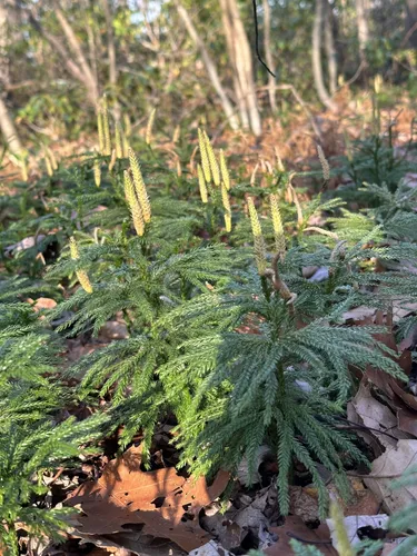 Best Hikes and Trails in Laurel Ridge State Park | AllTrails