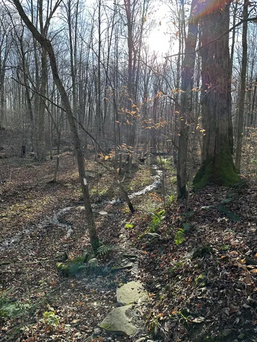 Bush Hill State Forest: de beste routes om te wandelen | AllTrails