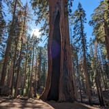 Congress Trail, California - 2,699 Reviews, Map | AllTrails