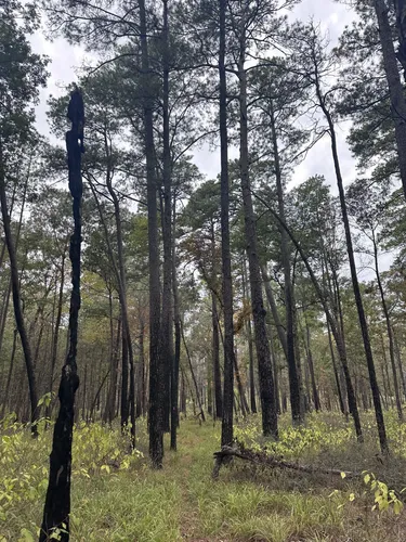 Best Hikes and Trails in Sabine National Forest | AllTrails