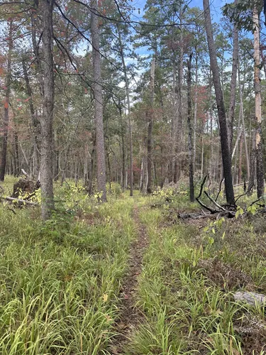 Best Hikes and Trails in Sabine National Forest | AllTrails