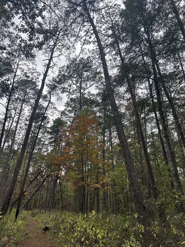 Best Hikes and Trails in Sabine National Forest | AllTrails
