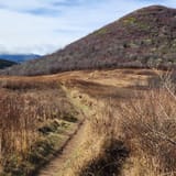 Sam Knob Trail, North Carolina - 1,355 Reviews, Map | AllTrails