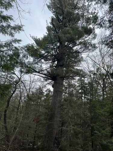 Best Hikes and Trails in McCormick Wilderness | AllTrails