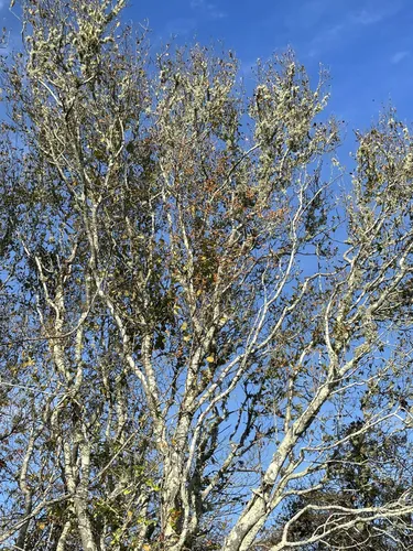 Best Hikes and Trails in Ninigret National Wildlife Refuge | AllTrails