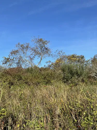 Best Hikes and Trails in Ninigret National Wildlife Refuge | AllTrails