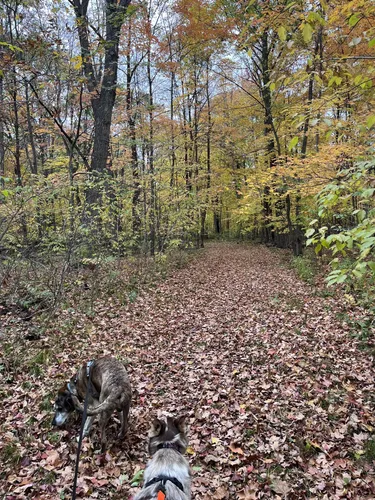 Best Forest Trails in Peshtigo | AllTrails