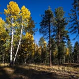 Hart Prairie Loop Trail, Arizona - 65 Reviews, Map | AllTrails