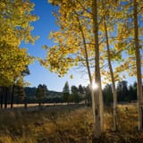 Hart Prairie Loop Trail, Arizona - 65 Reviews, Map | AllTrails