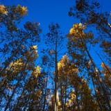 Hart Prairie Loop Trail, Arizona - 65 Reviews, Map | AllTrails