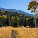 Hart Prairie Loop Trail, Arizona - 65 Reviews, Map | AllTrails