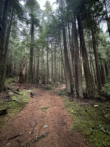 10 Best Hikes and Trails in Mount Elphinstone Provincial Park | AllTrails