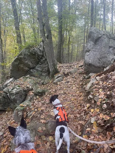 Best Hikes and Trails in Georgetown-Rowley State Forest | AllTrails