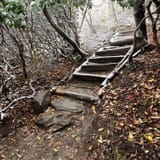 Sam Knob Trail, North Carolina - 1,306 Reviews, Map | AllTrails