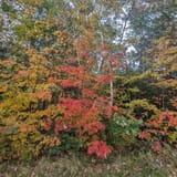 Saco River Trail, New Hampshire - 510 Reviews, Map | AllTrails