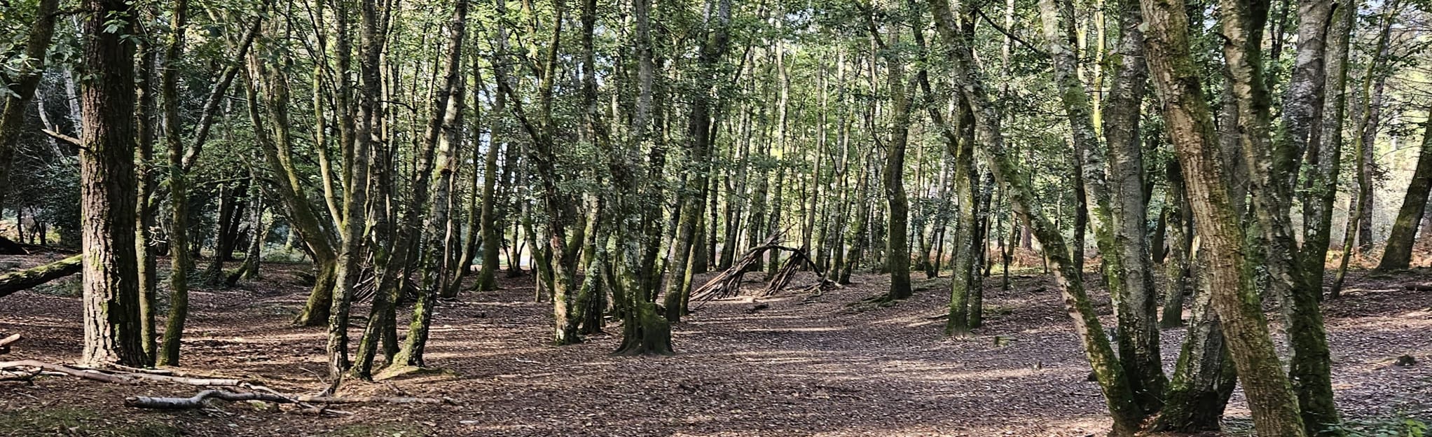 Dibden Inclosure and Lambermoor Copse Circular, Hampshire, England - 4 ...