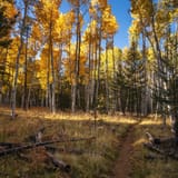 Hart Prairie Loop Trail, Arizona - 65 Reviews, Map | AllTrails