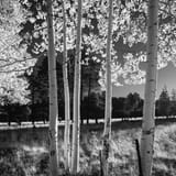 Hart Prairie Loop Trail, Arizona - 113 Reviews, Map | AllTrails