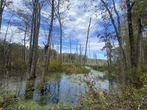 Best Hikes and Trails in Stewart State Forest | AllTrails