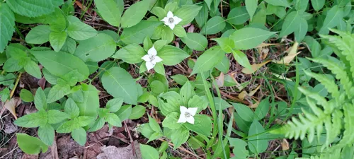 Best Hikes and Trails in Iron County Forest | AllTrails