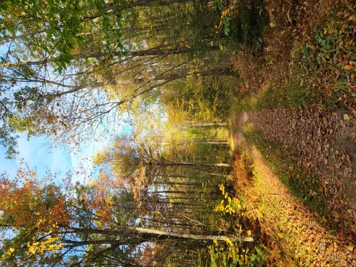 10 Best Forest Trails in Bear Brook State Park | AllTrails