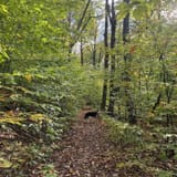 Inman Pond Trail, New York - 321 Reviews, Map | AllTrails