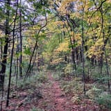 Stinchfield Woods Nature Trail, Michigan - 558 Reviews, Map | AllTrails