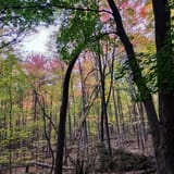 Stinchfield Woods Nature Trail, Michigan - 558 Reviews, Map | AllTrails