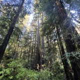 Cathedral Trees Trail to Prairie Creek Trail, California - 386 Reviews ...