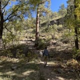Ruidoso River Walk, New Mexico - 62 Reviews, Map | AllTrails