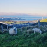 Rapaki Track, Canterbury, New Zealand - 517 Reviews, Map | AllTrails