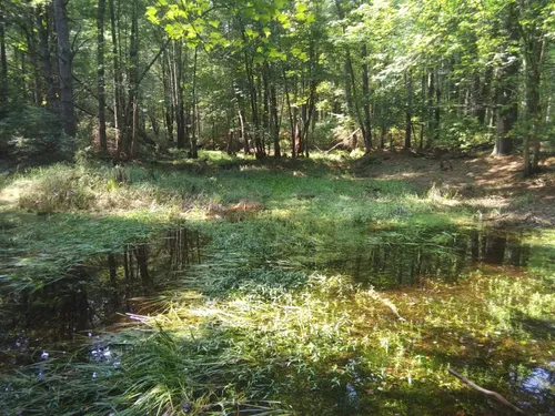 Best Hikes and Trails in Townsend State Forest | AllTrails