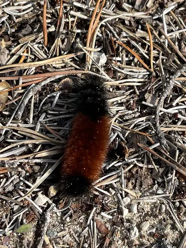 Best Hikes and Trails in Inverhuron Provincial Park | AllTrails