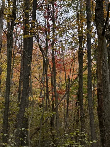 10 Best Hikes and Trails in Forbes State Forest | AllTrails
