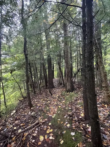 Best Hikes and Trails in Pinckney State Forest | AllTrails