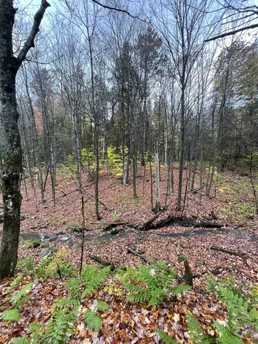 Best Hikes and Trails in Pinckney State Forest | AllTrails