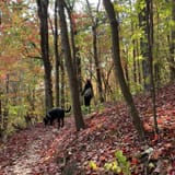 Sharps Ridge Loop Trail, Tennessee - 838 Reviews, Map | AllTrails