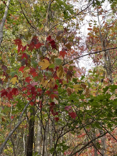 Best Hikes and Trails in Sharps Ridge Memorial Park | AllTrails