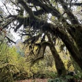 Hall of Mosses Trail, Washington - 5,175 Reviews, Map | AllTrails