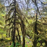 Hall of Mosses Trail, Washington - 5,175 Reviews, Map | AllTrails
