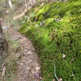 Pin-Chin-Sky Loop, Alabama - 677 Reviews, Map | AllTrails