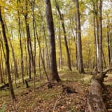 Two Lakes Loop Trail, Indiana - 554 Reviews, Map | AllTrails