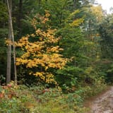 Two Lakes Loop Trail, Indiana - 554 Reviews, Map | AllTrails