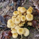 Two Lakes Loop Trail, Indiana - 554 Reviews, Map | AllTrails