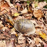 Two Lakes Loop Trail, Indiana - 554 Reviews, Map | AllTrails